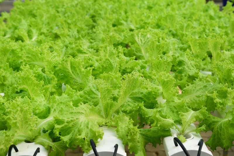 Growing Organic Vegetable Farms Stock Photo - Image of farms, plant ...