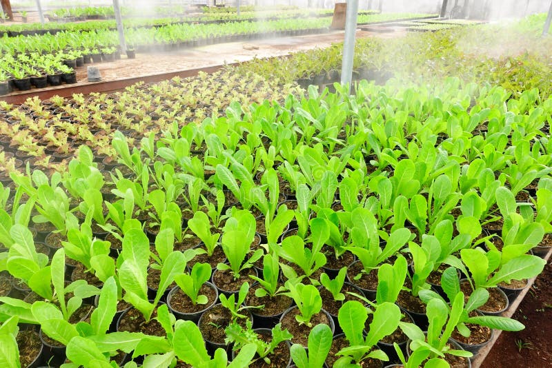 Growing Organic Vegetable Farms Stock Photo - Image of agriculture ...