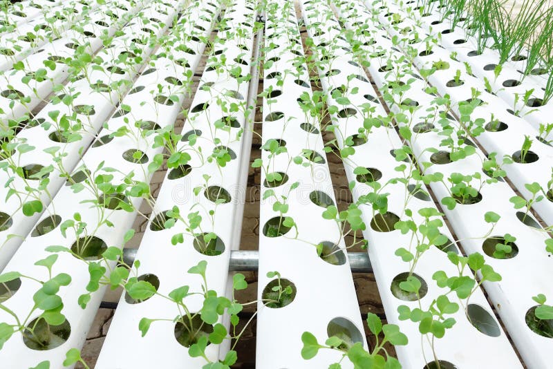 Growing Organic Vegetable Farms Stock Photo - Image of growing, tree ...