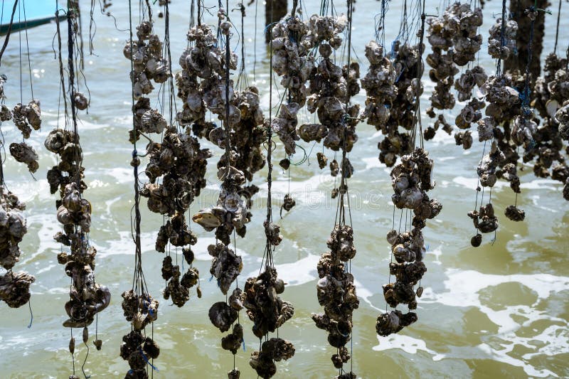 Growing Oysters on Hanging Ropes this is a Common Method Used in ...