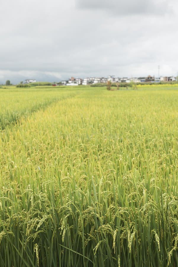 Growing paddy stock image. Image of rice, plant, summer - 59914637