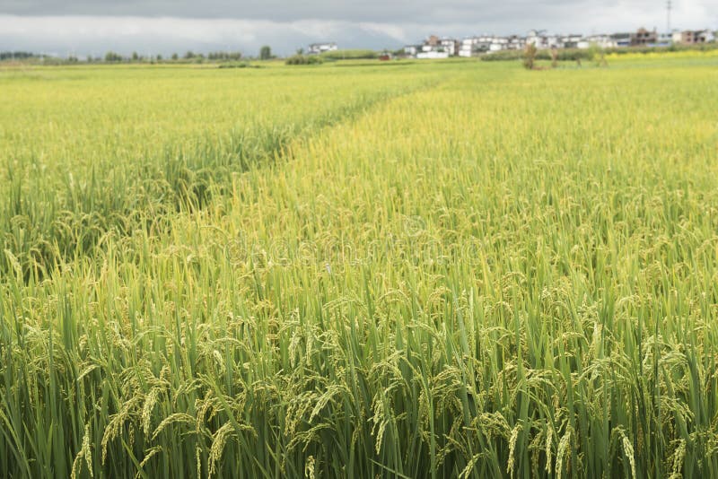 Growing paddy stock photo. Image of grow, plantation - 59914556