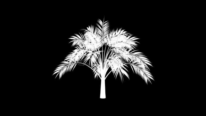 Growing Palm Tree Animation and Alpha Animation for Desinger. Stock ...