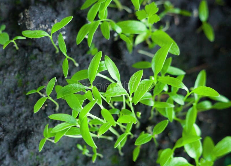 Growing the parsley stock image. Image of diet, farming - 149442623