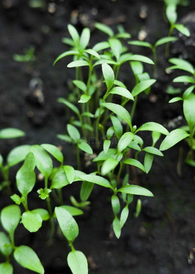Growing the parsley stock photo. Image of eating, aromatic - 172604228