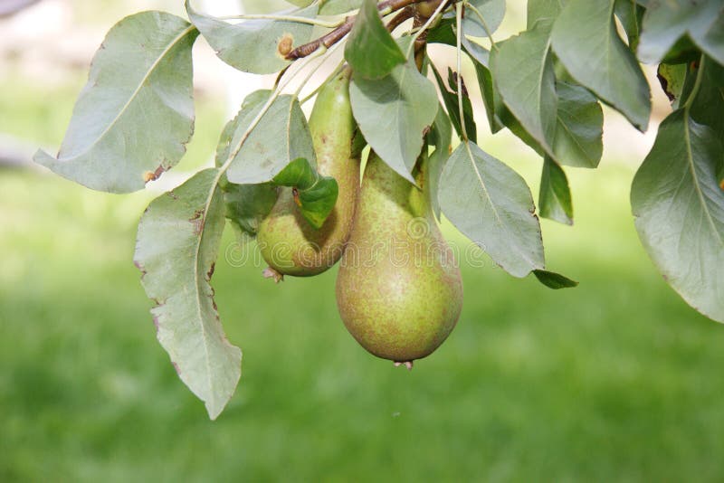 Growing pears stock photo. Image of pear, healthy, green - 27066588