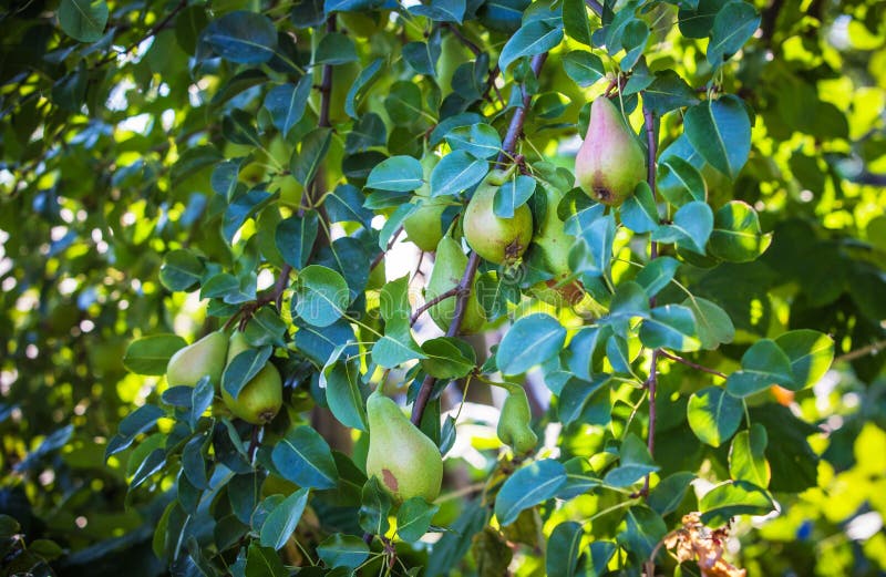 Growing pears on the tree stock photo. Image of orchard - 43678308