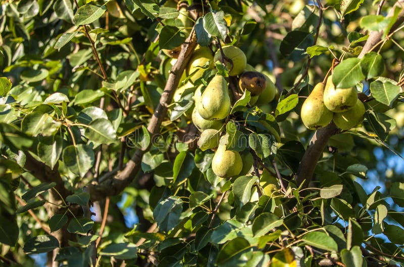 Growing pears on the tree stock photo. Image of orchard - 43678308