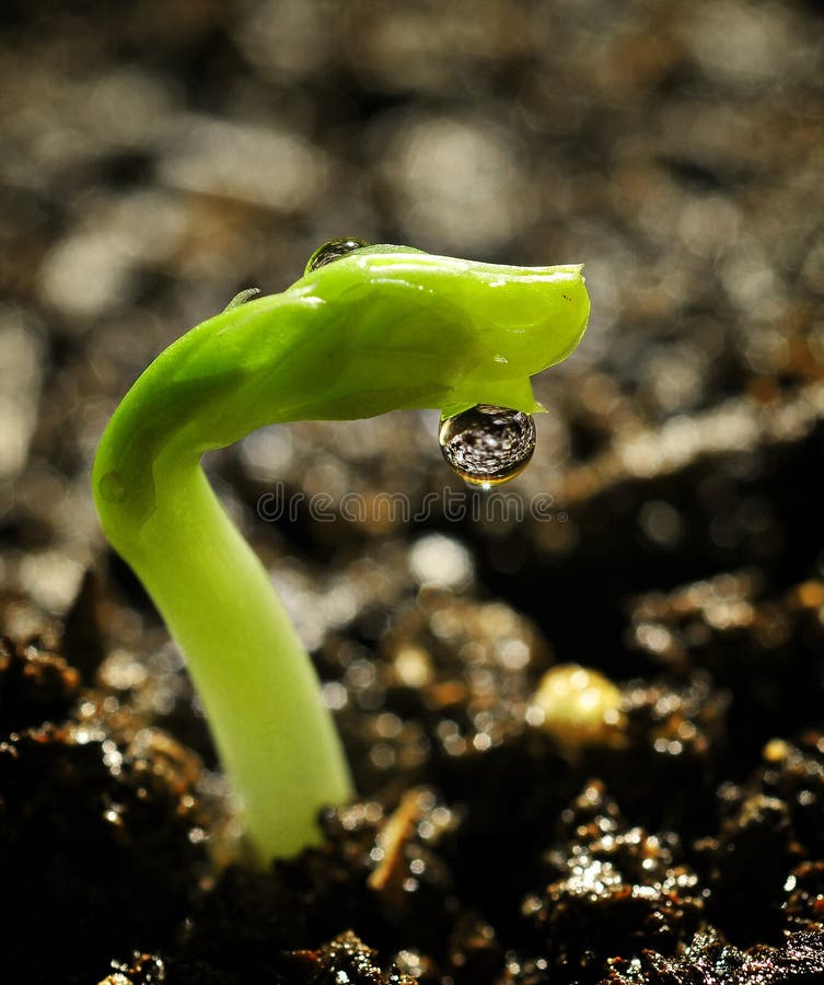 Growing peas stock photo. Image of emerging, germinating - 8814346