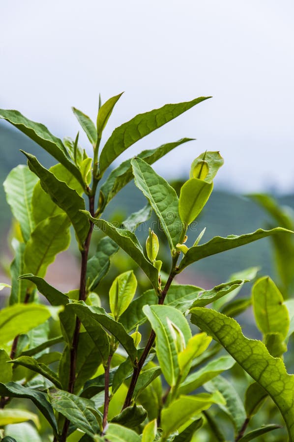Growing pekoe tea stock photo. Image of ingredient, healthy - 34366692