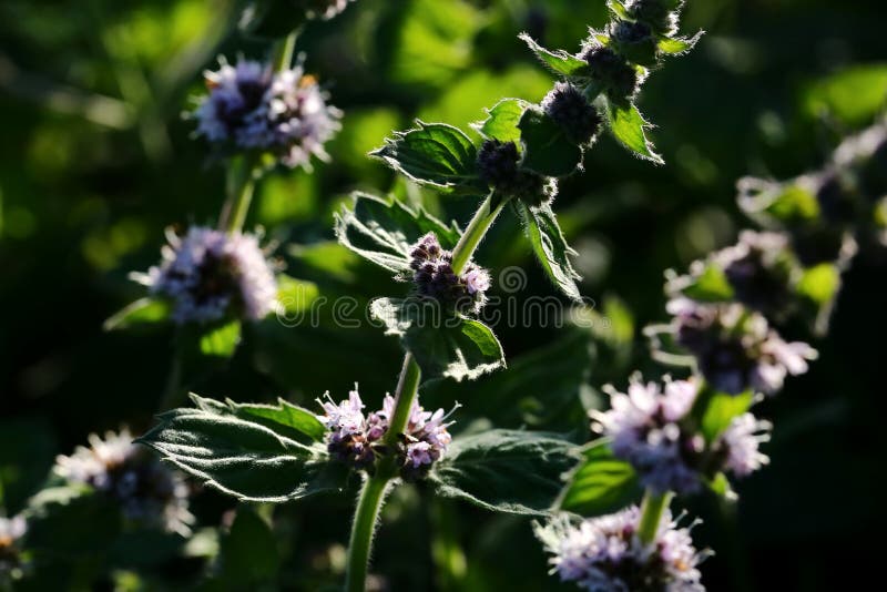 Peppermint flowers stock image. Image of flowers, gardening - 227029961