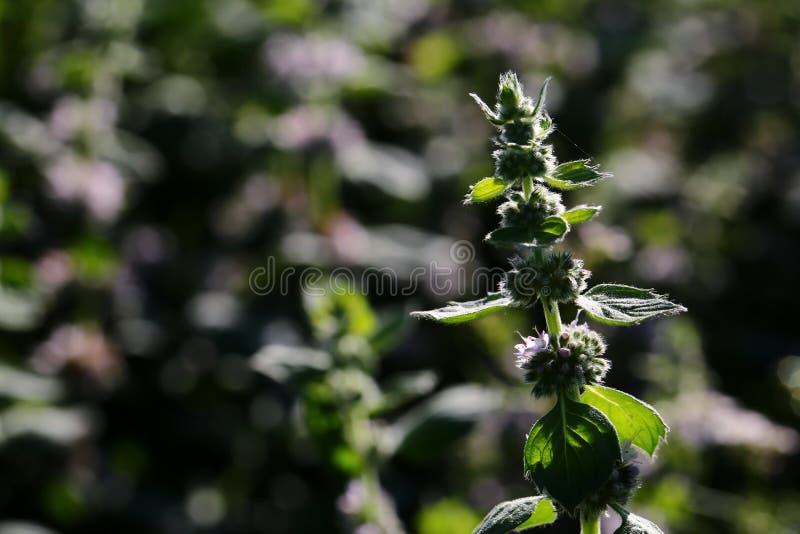 Peppermint flowers stock photo. Image of flowers, medical - 229377250
