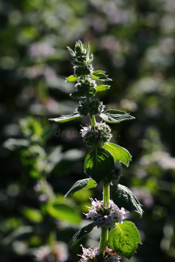 Peppermint flowers stock image. Image of herbs, flowers - 229377255
