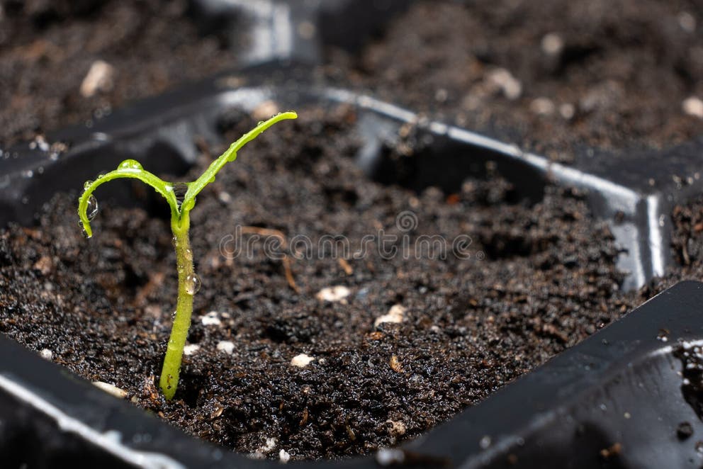 Growing Peppers from Seeds. Step 4 - First Sprout Stock Photo - Image ...