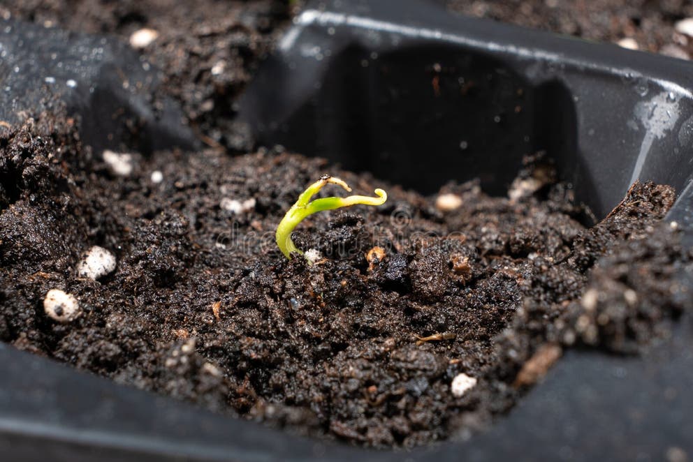 Growing Peppers from Seeds. Step 4 - First Sprout Stock Image - Image ...