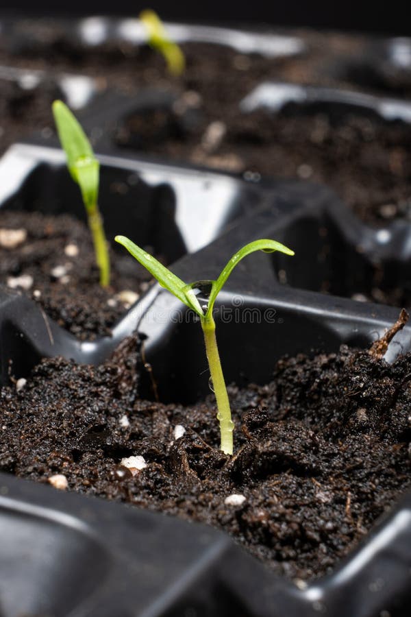 Growing Peppers from Seeds. Step 4 - First Sprouts Stock Image - Image ...
