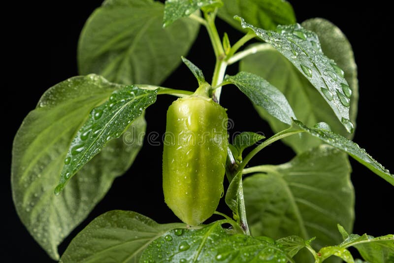 Growing Peppers from Seeds. Step 10 - Small Green Pepper on the Branch ...