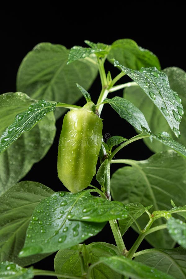 Growing Peppers from Seeds. Step 10 - Small Green Pepper on the Branch ...