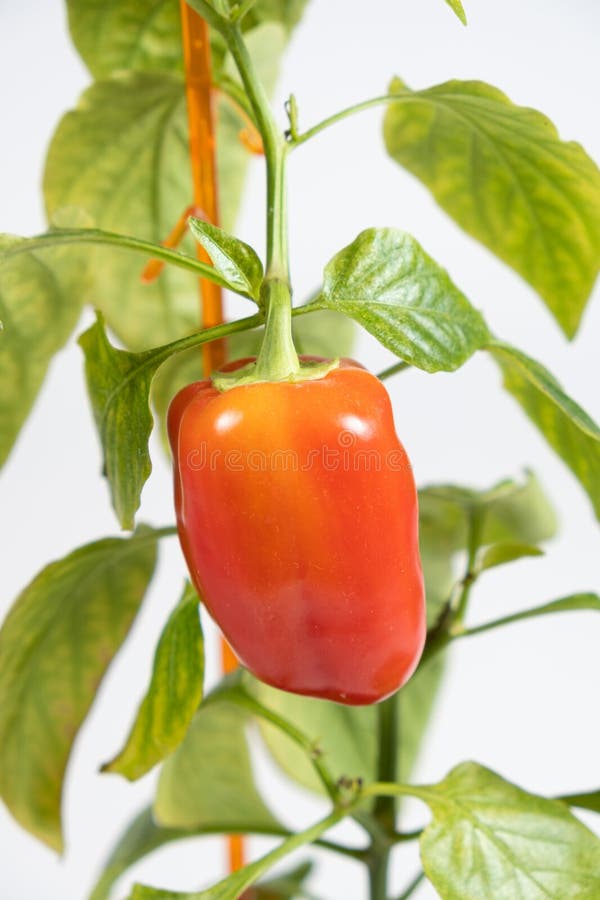 Growing Peppers from Seeds. Step 11 - Small Red Pepper on the Branch ...