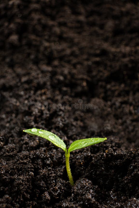 Growing Peppers from Seeds. Step 5 - the Sprout Has Grown. Stock Photo ...