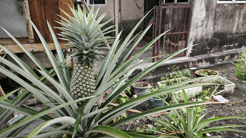 Growing Pineapple Fruit Plant in the Household Pot. Stock Photo - Image ...