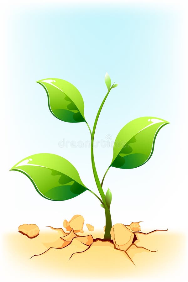 Plant Growing From Dry Soil Stock Vector - Illustration of evergreen ...