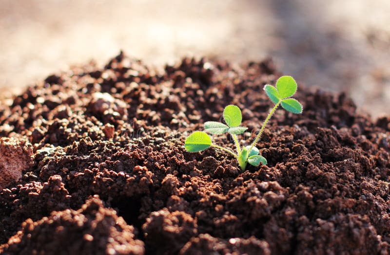 Growing plant stock image. Image of isolated, botany - 23002705