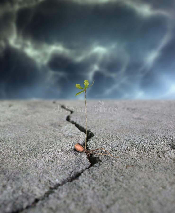 Power of Life stock image. Image of plant, growth, copy - 36094949