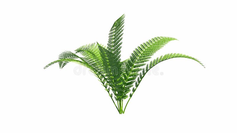 Growing plant stock video. Video of birth, grow, leaves - 45394179