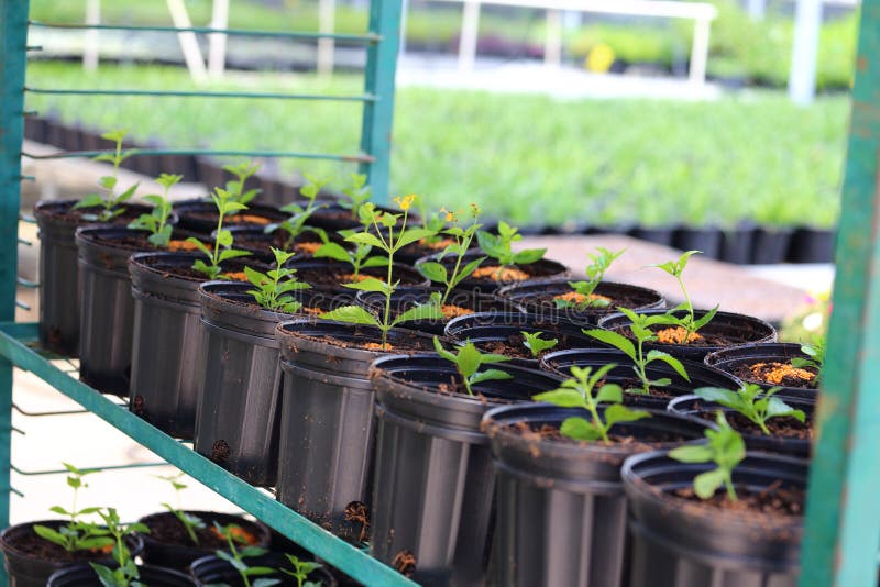 Growing Plant stock photo. Image of natural, beautiful - 55535652