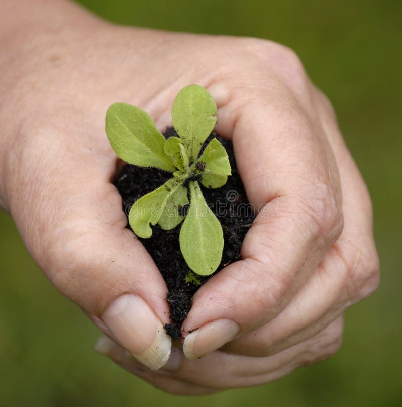 Growing plant in hand stock image. Image of holds, matured - 1155609