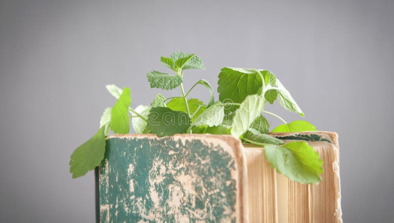 Growing Plant from Old Book Stock Image - Image of vocation, knowledge ...