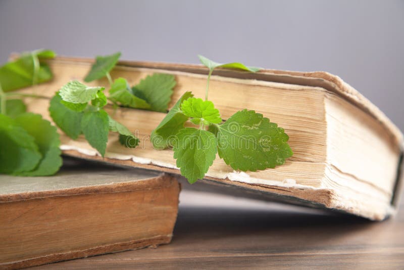 Growing Plant from Old Book Stock Photo - Image of background ...