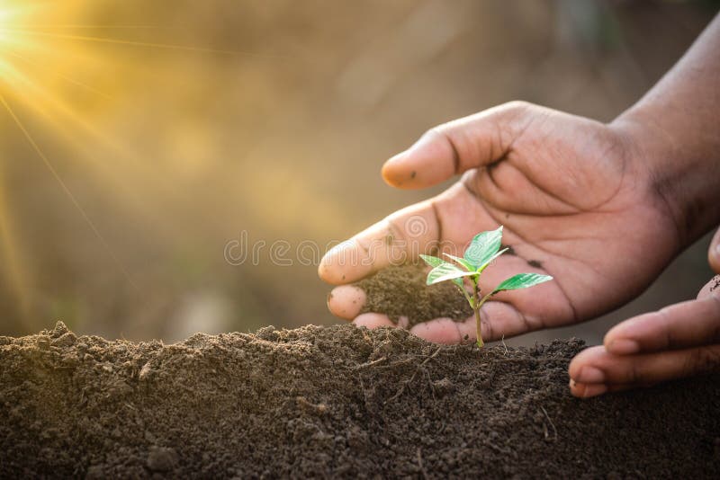 Growing Plant or Protecting Environment. Sustainable Environment ...