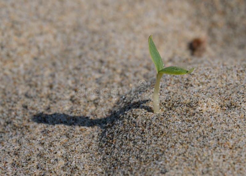 Growing plant in sand stock image. Image of beach, little - 137089149