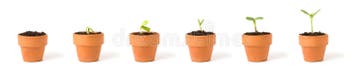 1,396 Growing Plant Sequence Stock Photos - Free & Royalty-Free Stock ...