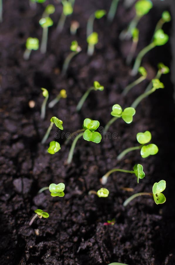 Growing Plant. Sprout Growth Process on the Soil Stock Image - Image of ...