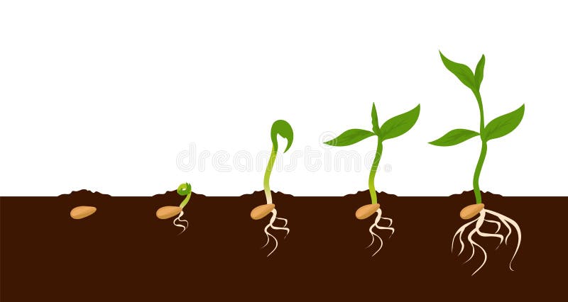 Sequence of Bean Seeds Germination Stock Vector - Illustration of ...