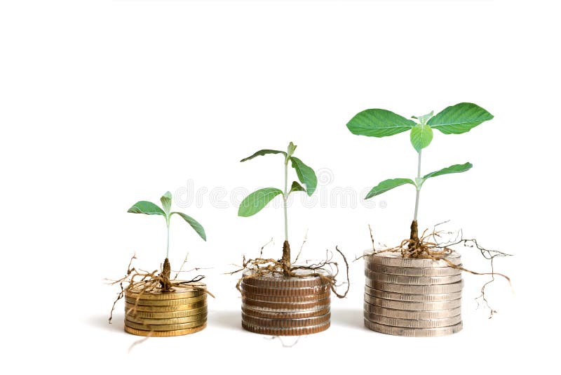 Growing Plant on Stack of Coin on White Background Stock Image - Image ...