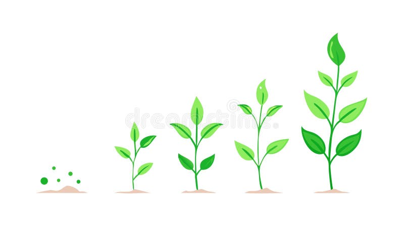 Growing Plant Stages, Botanical Growth Progress Vector, Vector Design ...