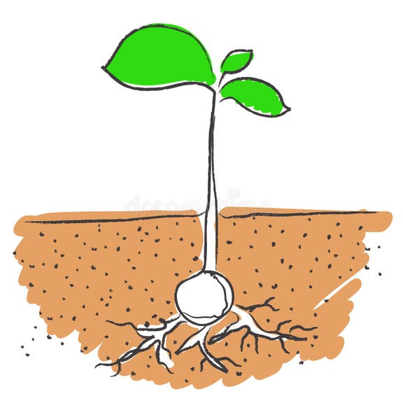 Flower Seed Roots Growing Stock Illustrations – 691 Flower Seed Roots ...