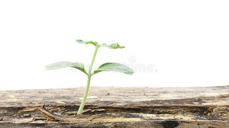 Growing Plant on Wooden Table Stock Image - Image of grow, hope: 62535829