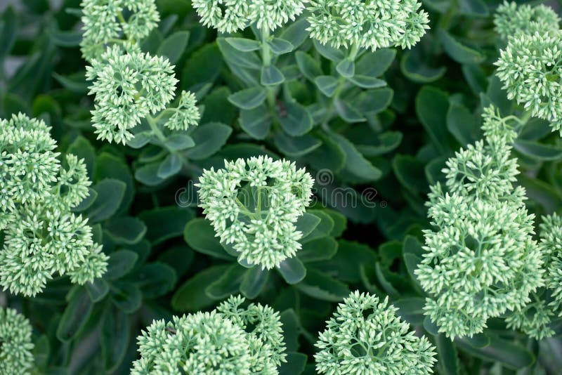 Growing Plants As Texture or Background Stock Image - Image of green ...