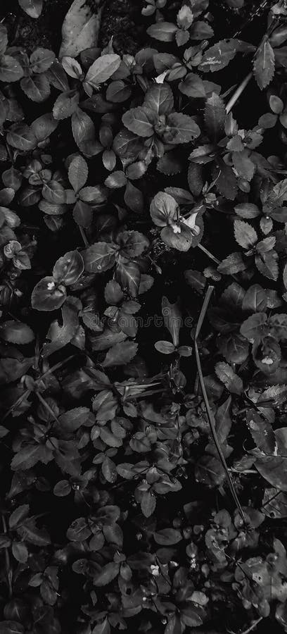 Growing Plants in Black and White Filter Stock Image - Image of roots ...