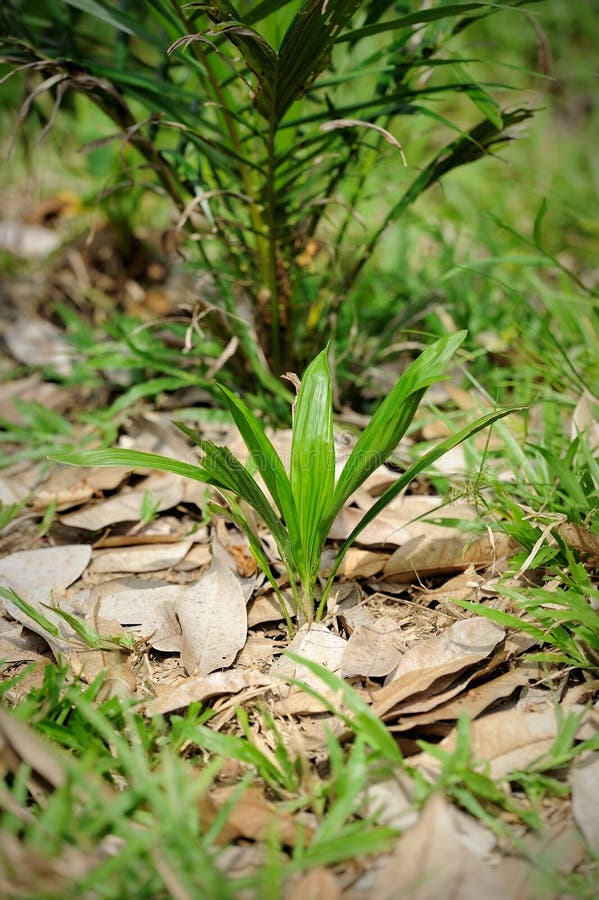 Growing Plants (crude Palm Oil) Stock Photo - Image of heightening ...