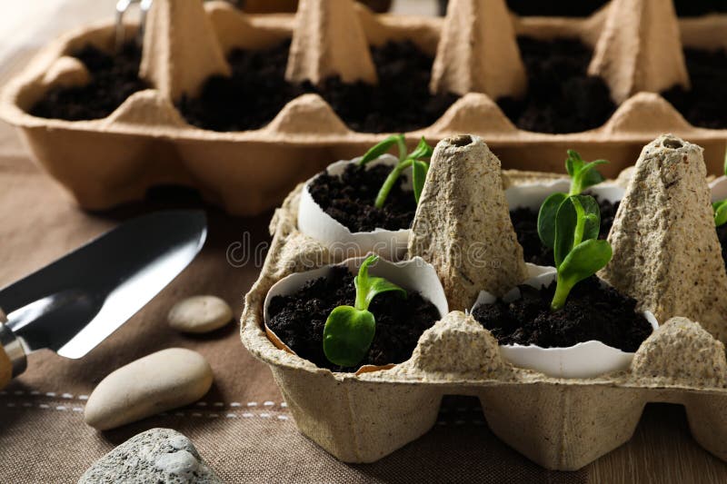 Growing Plants in Egg Box, Creative Way To Grow Plants Stock Photo ...