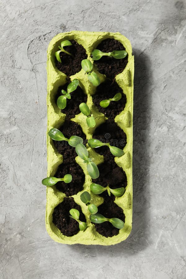 Growing Plants in Egg Box, Creative Way To Grow Plants Stock Image ...