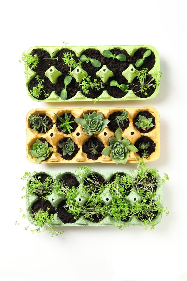 Growing Plants in Egg Box, Creative Way To Grow Plants Stock Image ...