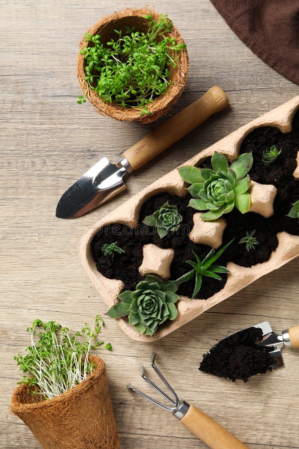 Growing Plants in Egg Box, Creative Way To Grow Plants Stock Image ...