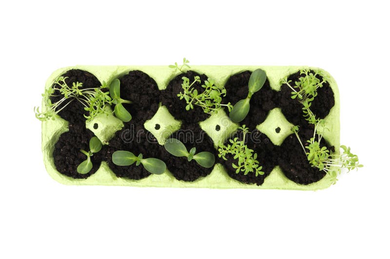 Growing Plants in Egg Box, Isolated on White Background Stock Photo ...